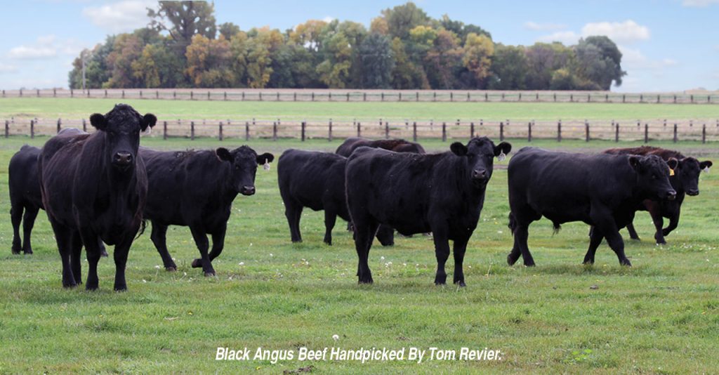 RCC Cattle ⋆ Revier Cattle Company