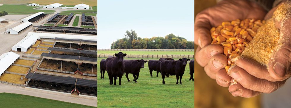 Certified Total Livestock Care ⋆ Revier Cattle Company